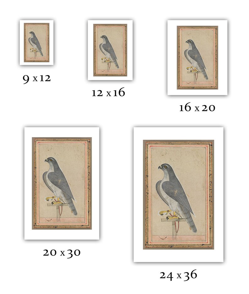 Indian Art : Falcon (c. 1770) - Giclee Fine Art Print - Etsy