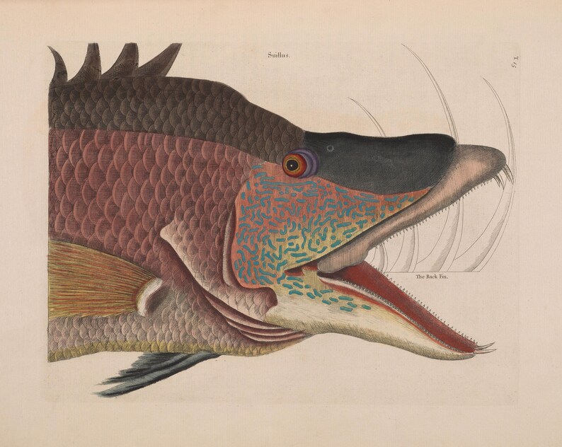 Mark Catesby : head and Jaws of the Great Hog-fish | Etsy