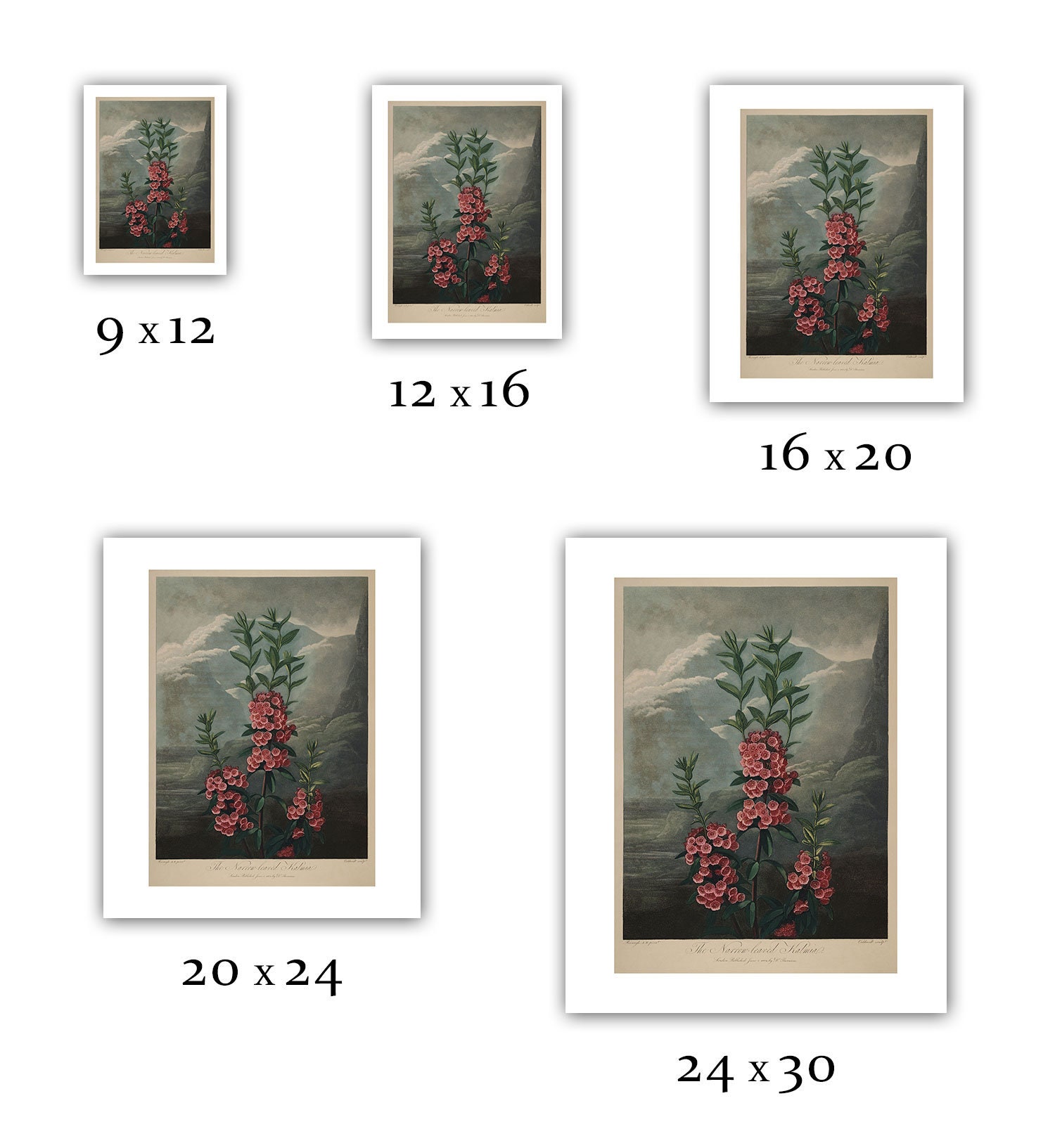 Temple of Flora : the Narrow-leaved Kalmia (1807) - Giclee Fine Art ...