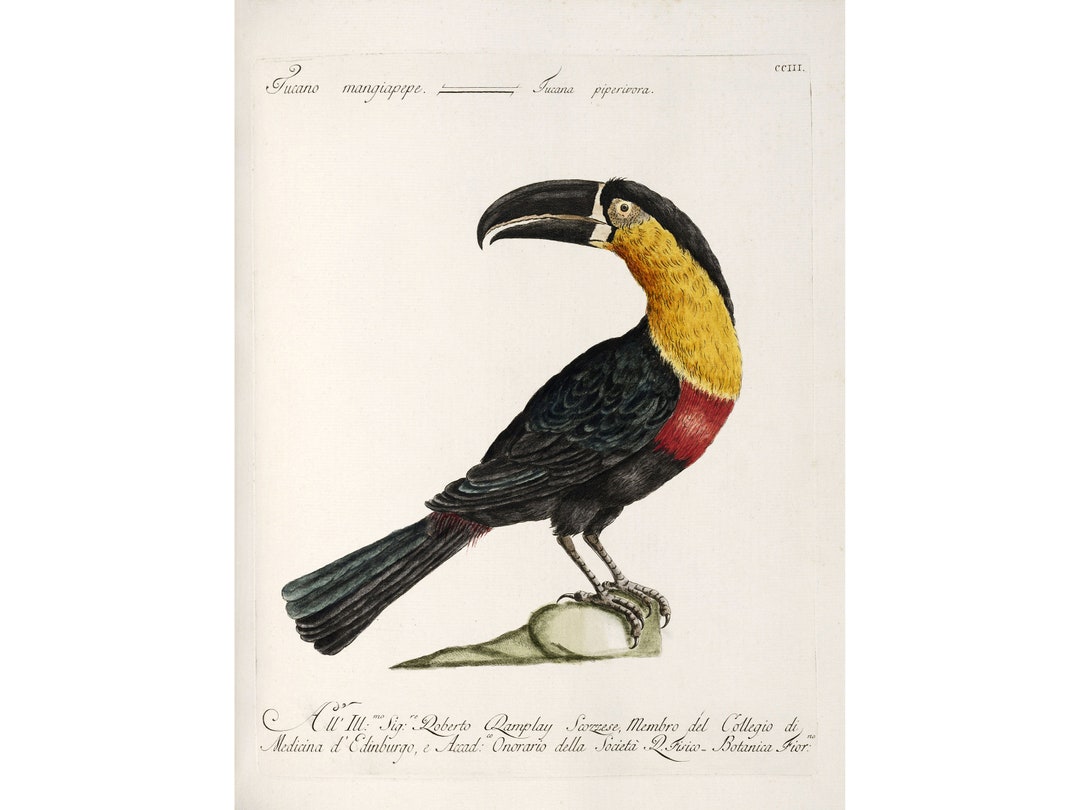Saverio Manetti : Mangiapepe Toucan (natural History of Birds, 1767 ...