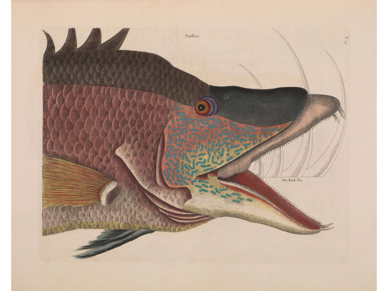 Mark Catesby : Head and Jaws of the Great Hog-fish 1731 - Etsy