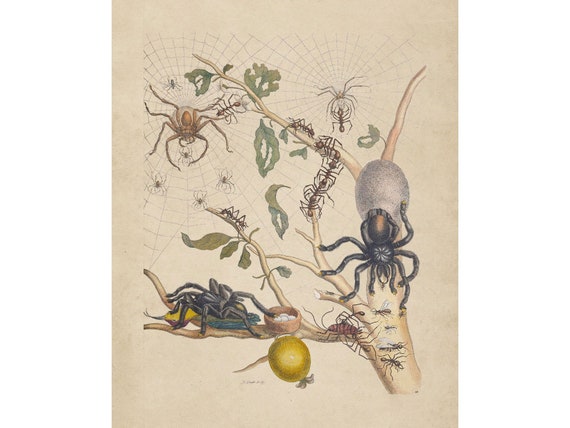 Maria Sibylla Merian : Tarantulas and Army Ants 1705 - Etsy