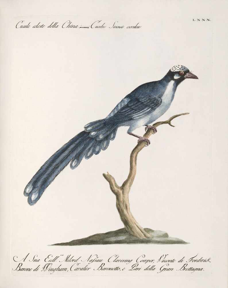 Saverio Manetti : The Heavenly Chinese Cuckoo | Etsy