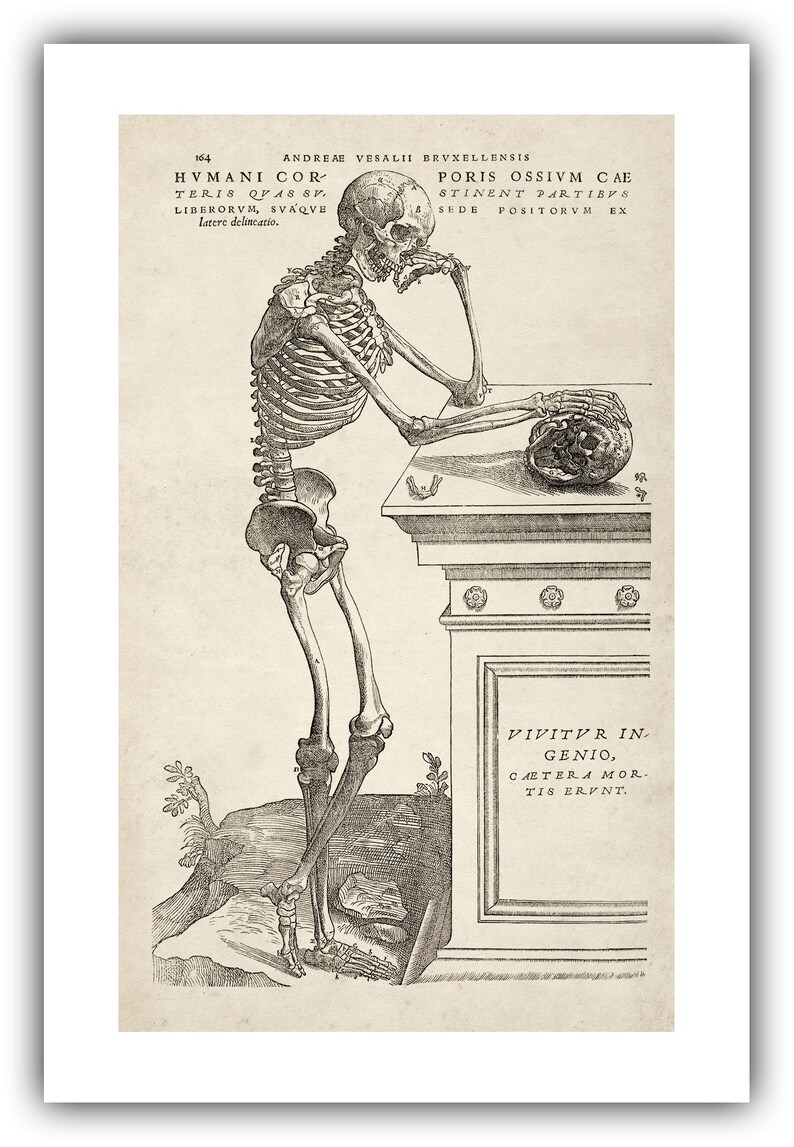 Andreas Vesalius : Skeleton Contemplating a Skull 1543 - Etsy