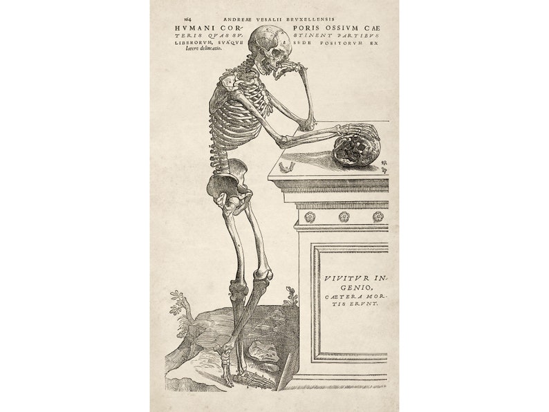 Andreas Vesalius : Skeleton Contemplating a Skull (1543) - Giclee Fine ...