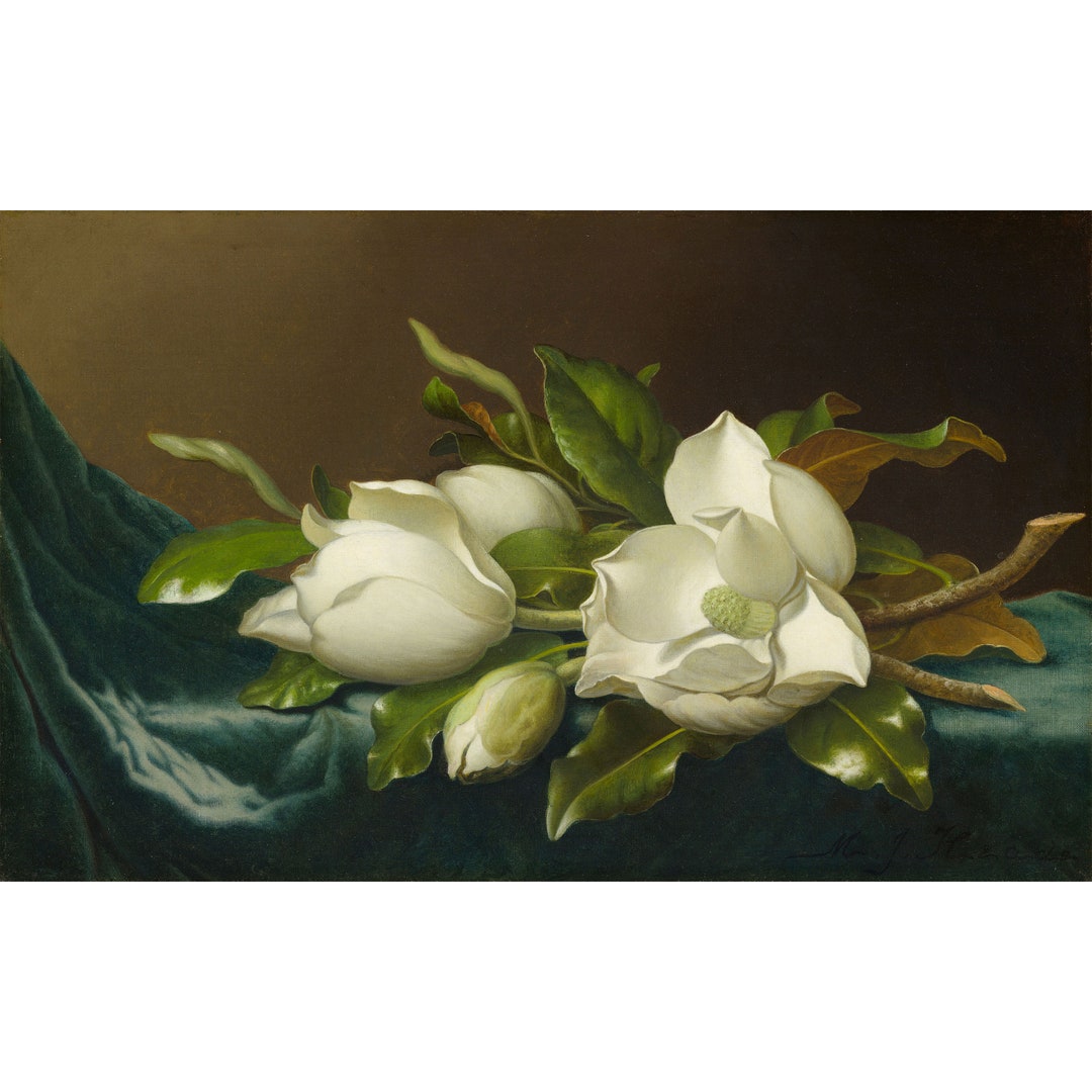 Martin Johnson Heade : Magnolias on Light Blue Velvet Cloth (1885-1895 ...