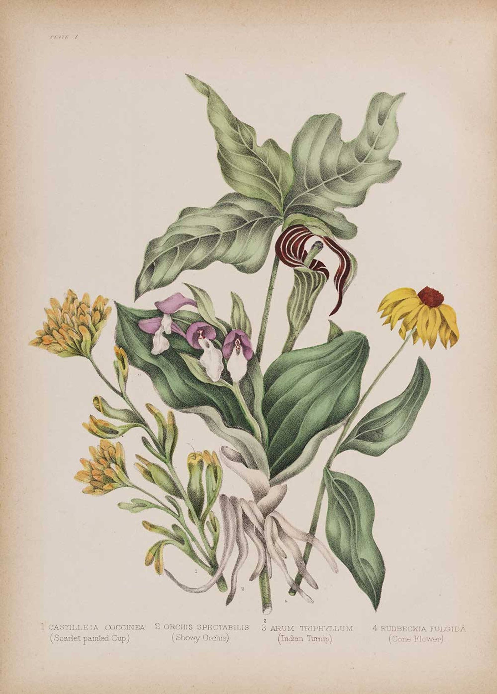 Agnes Fitzgibbon: Cone Flower Jack-in-the-pulpit Showy - Etsy