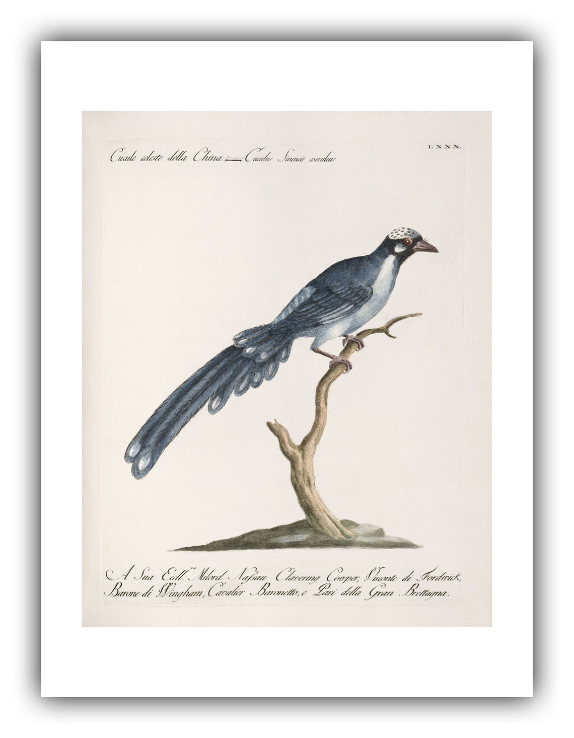 Saverio Manetti : The Heavenly Chinese Cuckoo | Etsy