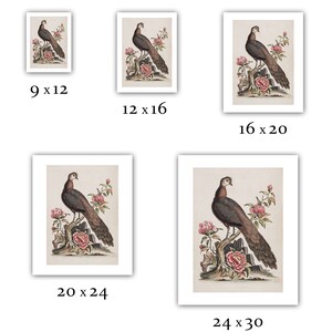 George Edwards : Peacock Pheasant From China (plate 67) (A Natural ...