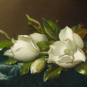 Martin Johnson Heade : Magnolias on Light Blue Velvet Cloth (1885-1895 ...
