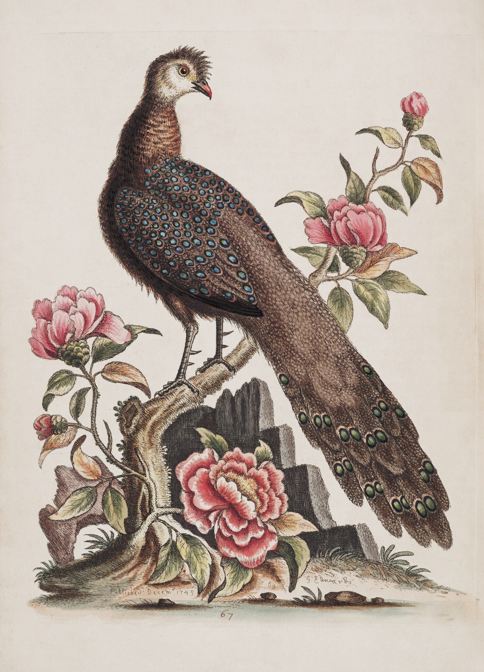 Edwards Pheasant