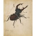 Albrecht Durer : Stag Beetle 1505 Giclee Fine Art Print - Etsy Sweden