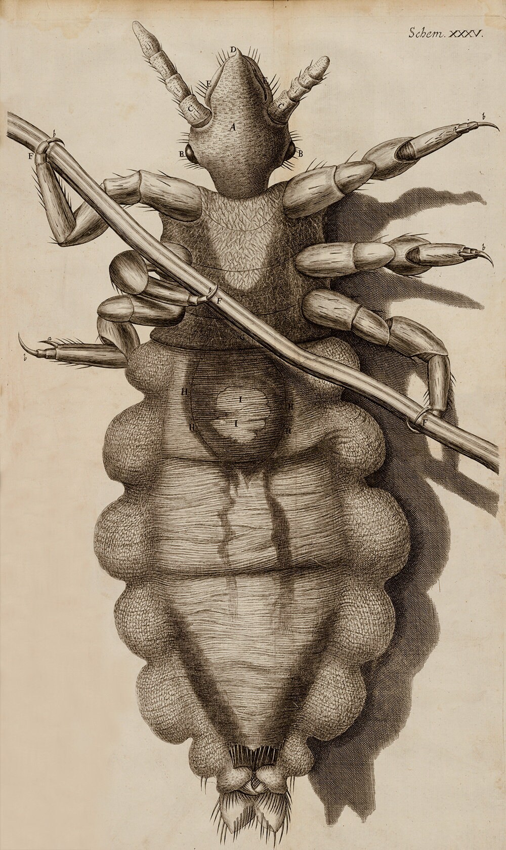 Robert Hooke : A Louse 1665 Giclee Fine Art | Etsy