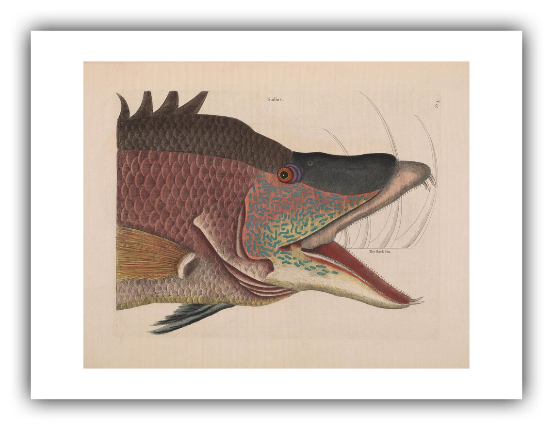 Mark Catesby : head and Jaws of the Great Hog-fish | Etsy