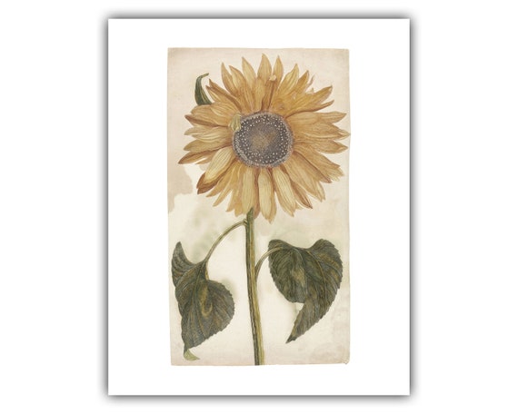Johan Teyler : Sunflower c. 1688-1698 Giclee | Etsy
