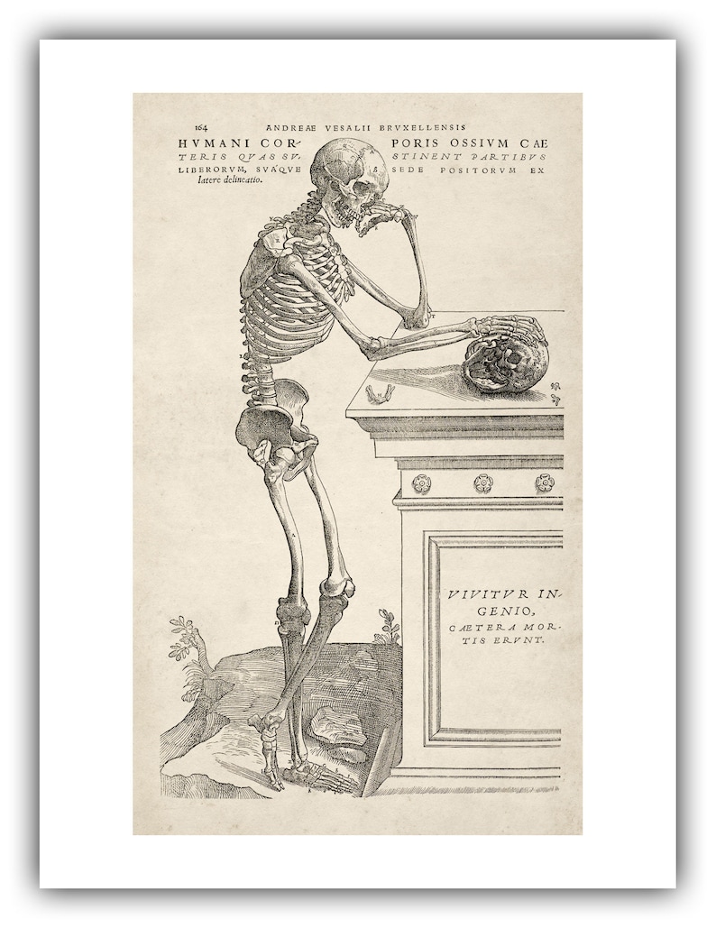 Andreas Vesalius : Skeleton Contemplating a Skull 1543 - Etsy