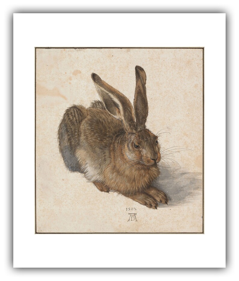 Albrecht Durer : Young Hare 1502 Giclee Fine Art Print - Etsy
