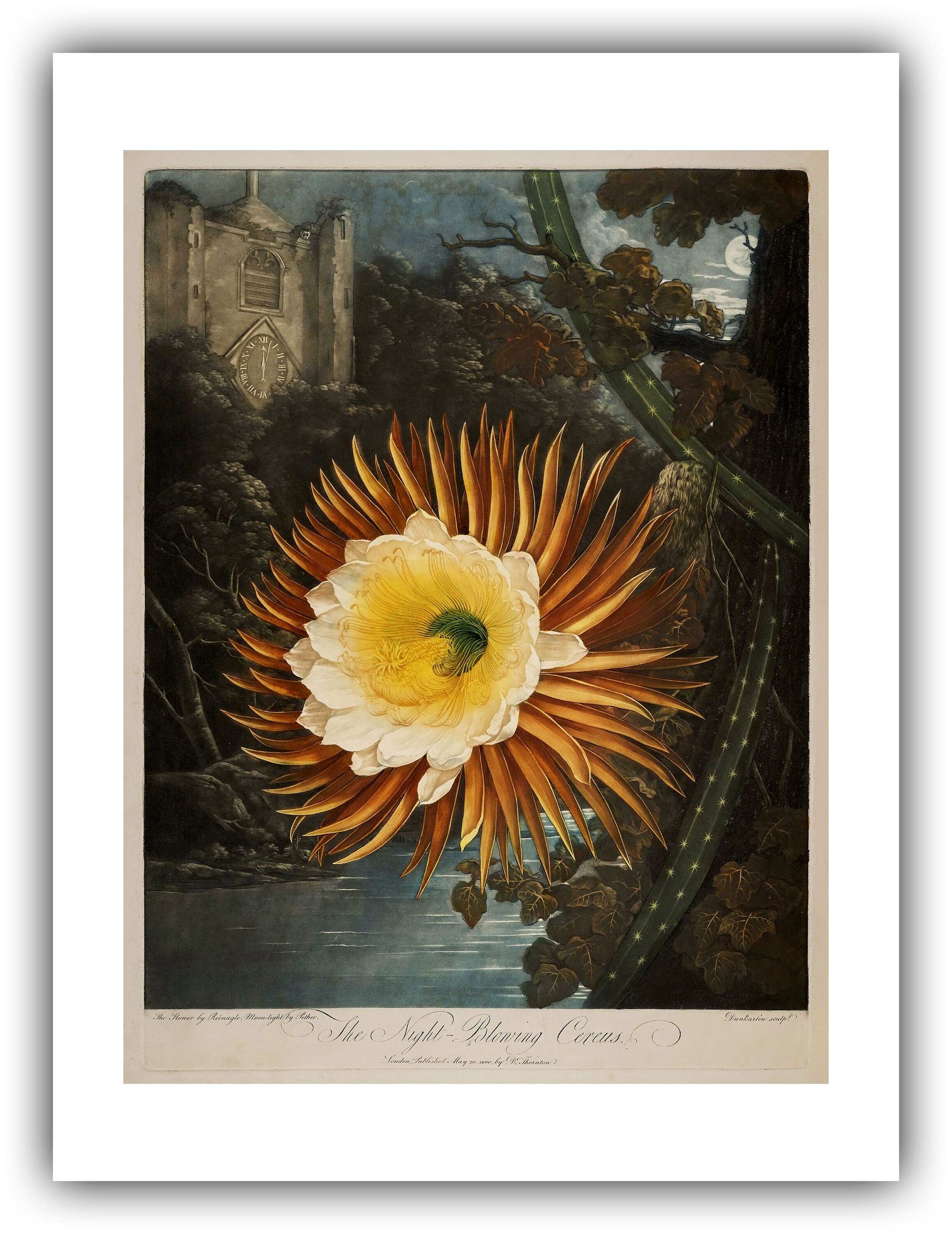Temple of Flora : The Night-Blowing Cereus 1807 | Etsy