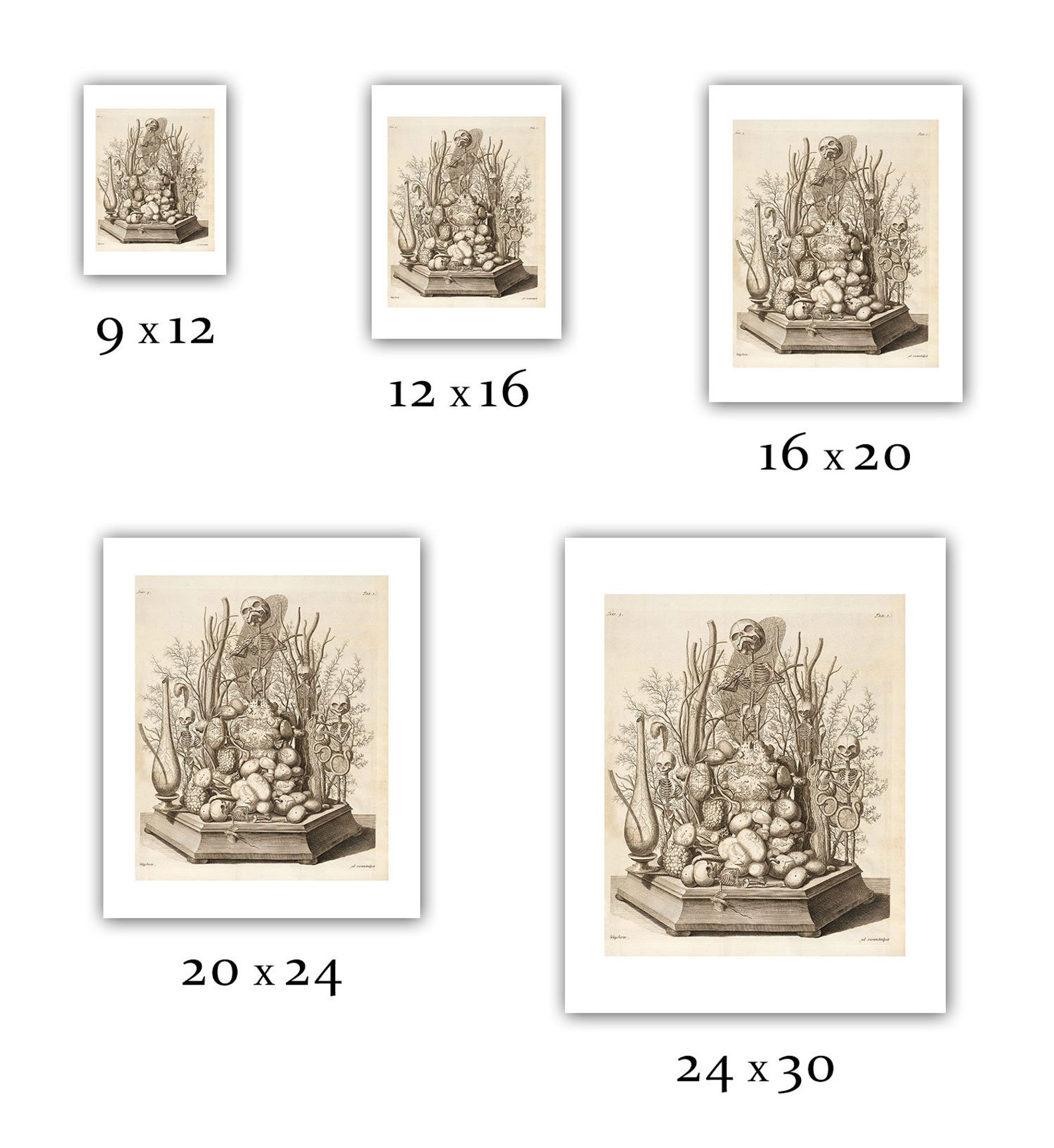 Frederik Ruysch : Ad Vivum Sculpsit (1721) - Giclee Fine Art Print - Etsy