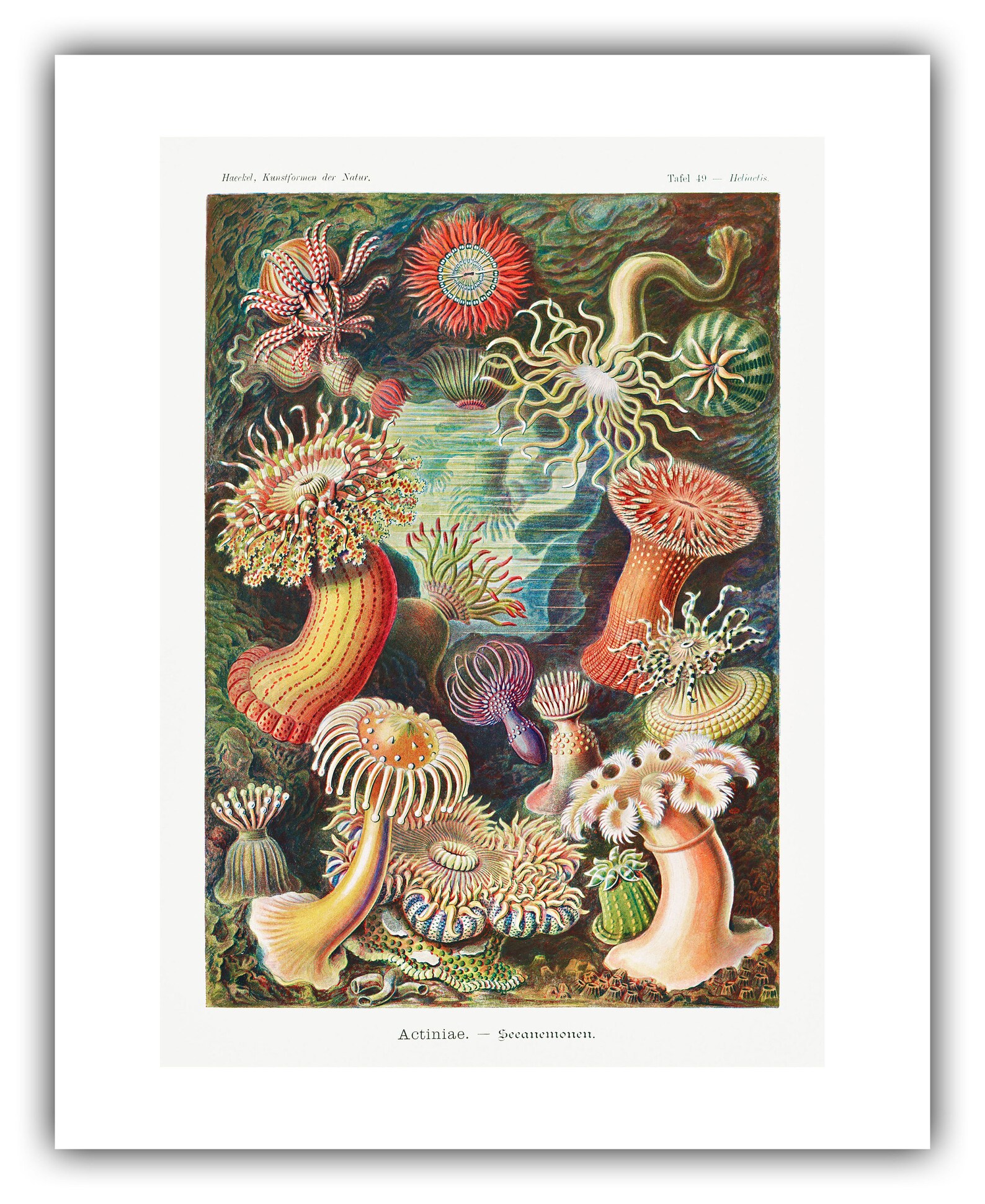 Ernst Haeckel Artforms in Nature : actiniae Sea | Etsy