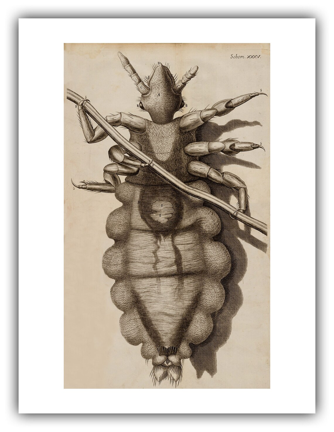 Robert Hooke : A Louse (1665) - Giclee Fine Art Print - Etsy