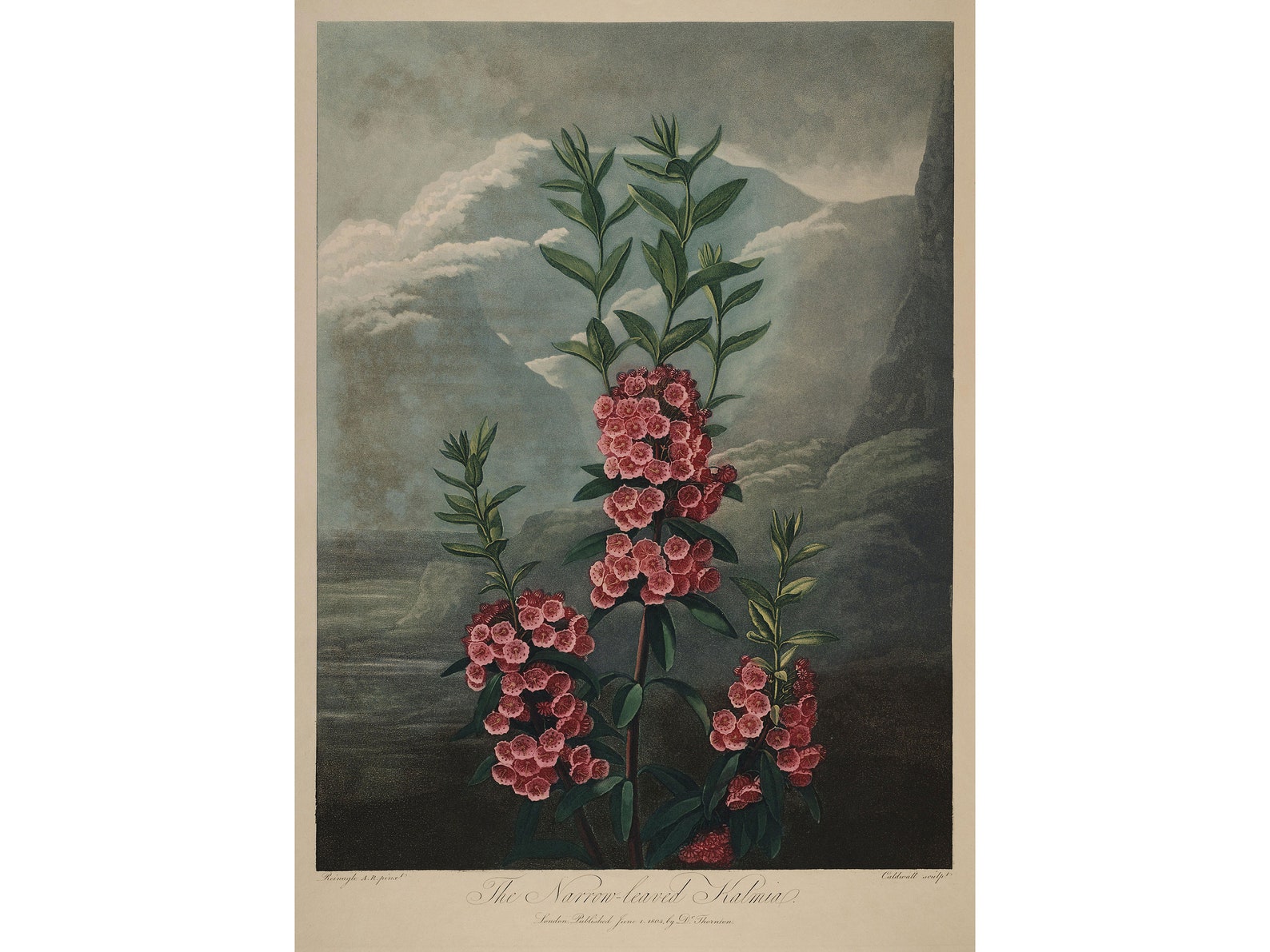 Temple of Flora : the Narrow-leaved Kalmia (1807) - Giclee Fine Art ...