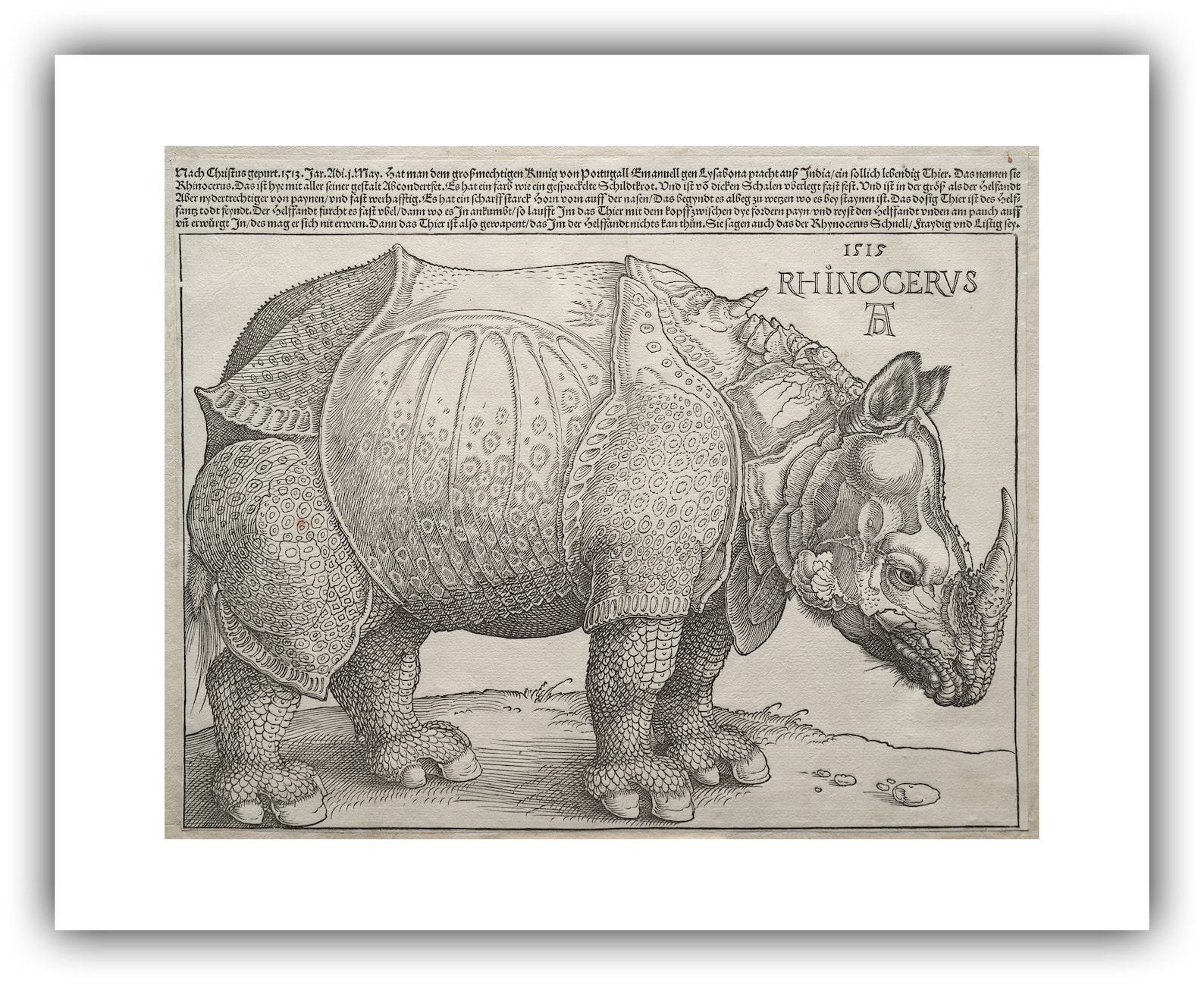 Albrecht Durer : the Rhinoceros 1515 Giclee Fine Art Print - Etsy