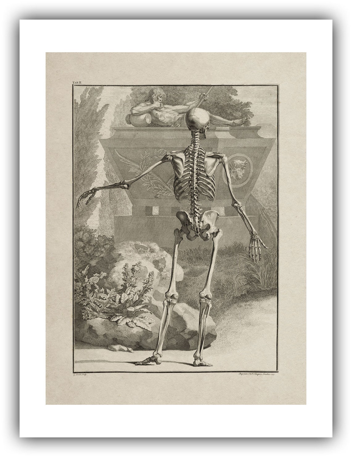 Bernhard Siegfried Albinus and Jan Wandelaar : Table II (human Skeleton ...