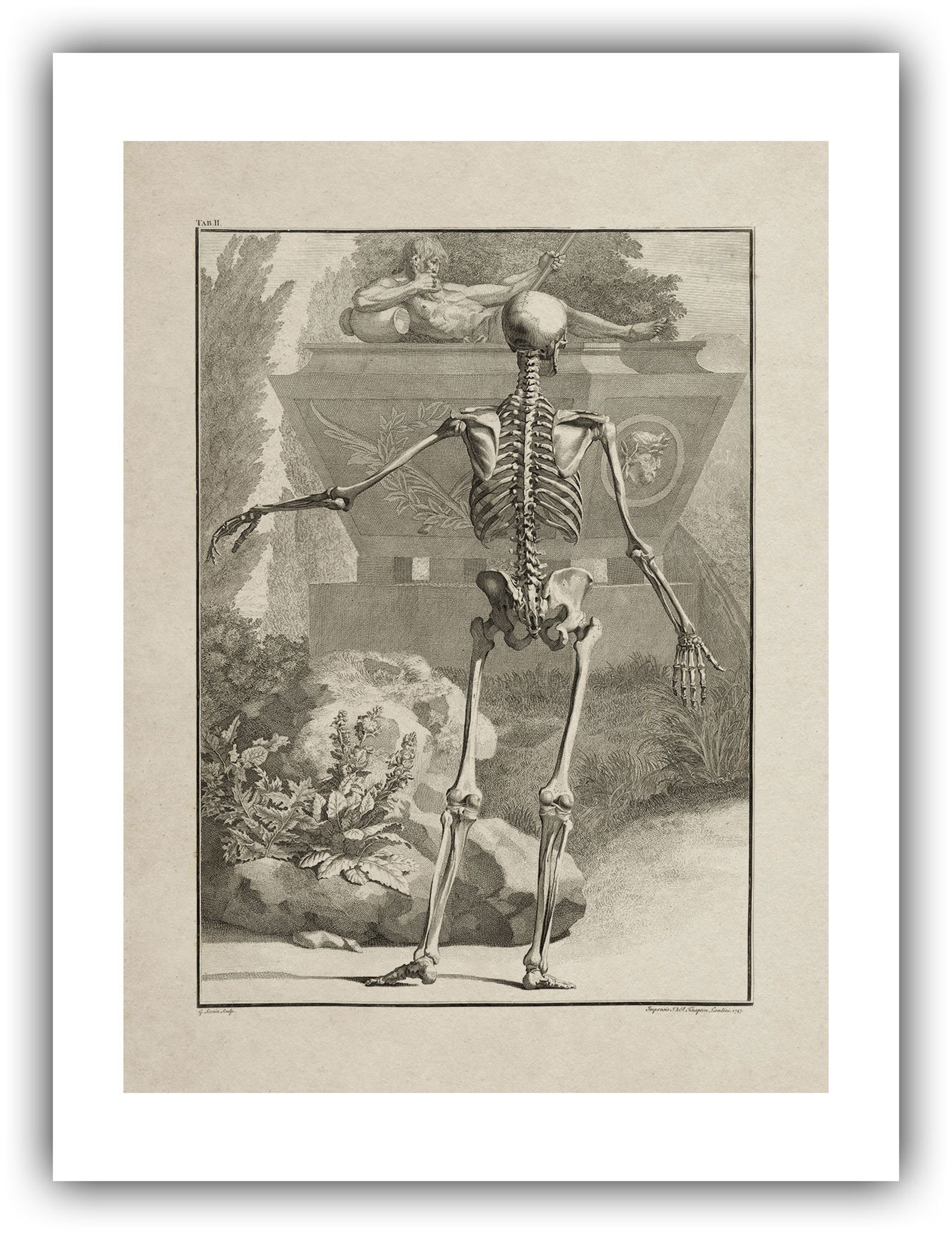 Bernhard Siegfried Albinus and Jan Wandelaar : Table II (human Skeleton ...