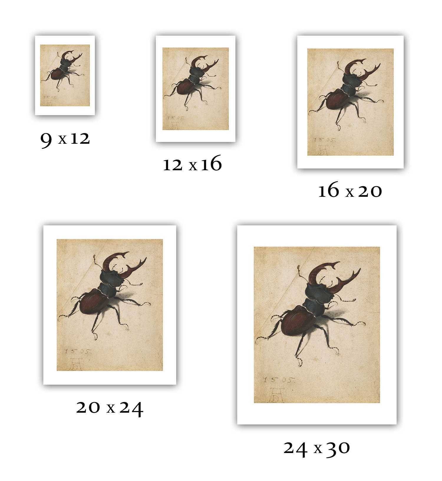 Albrecht Durer : Stag Beetle 1505 Giclee Fine Art Print - Etsy Sweden
