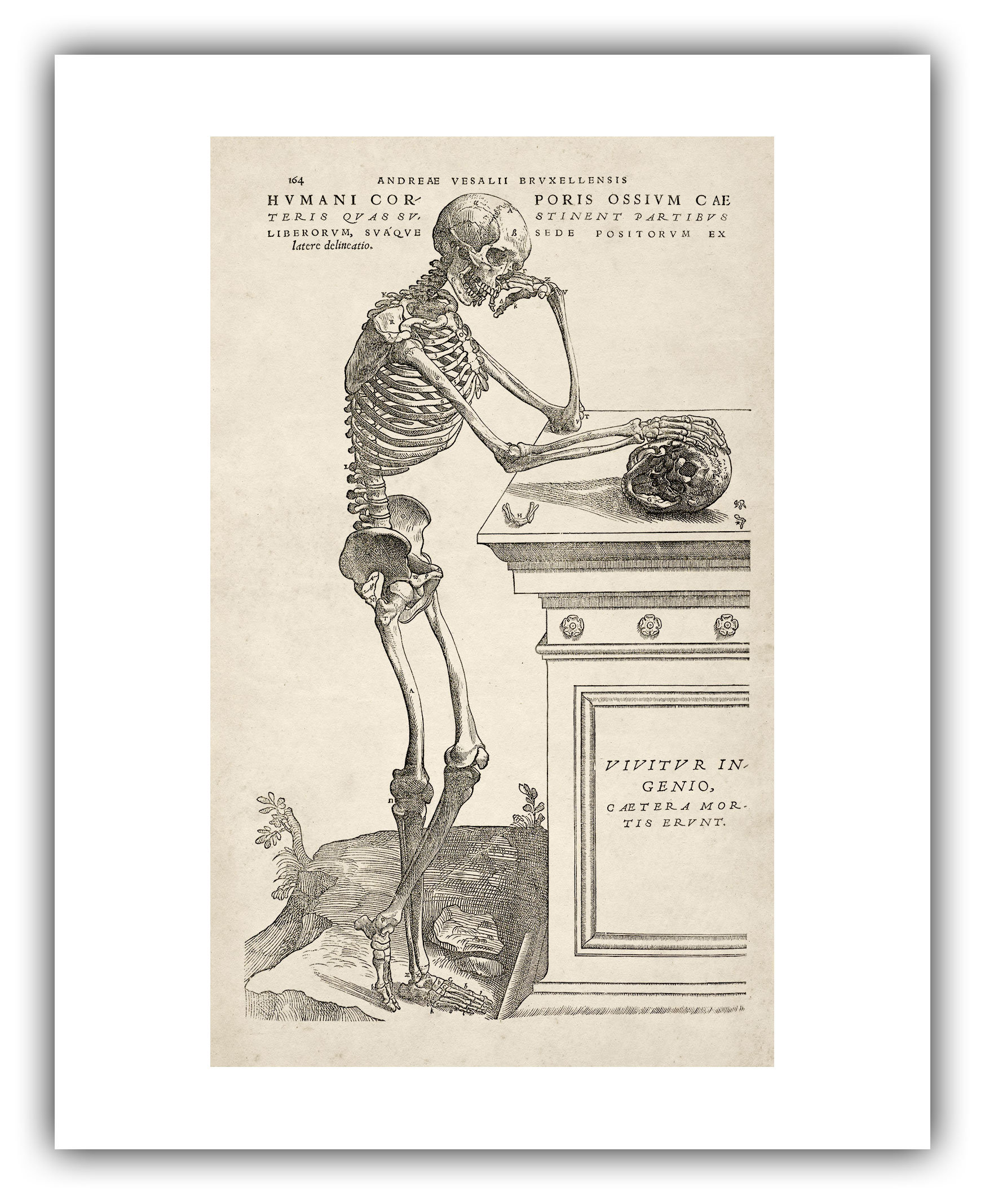 Andreas Vesalius Drawings