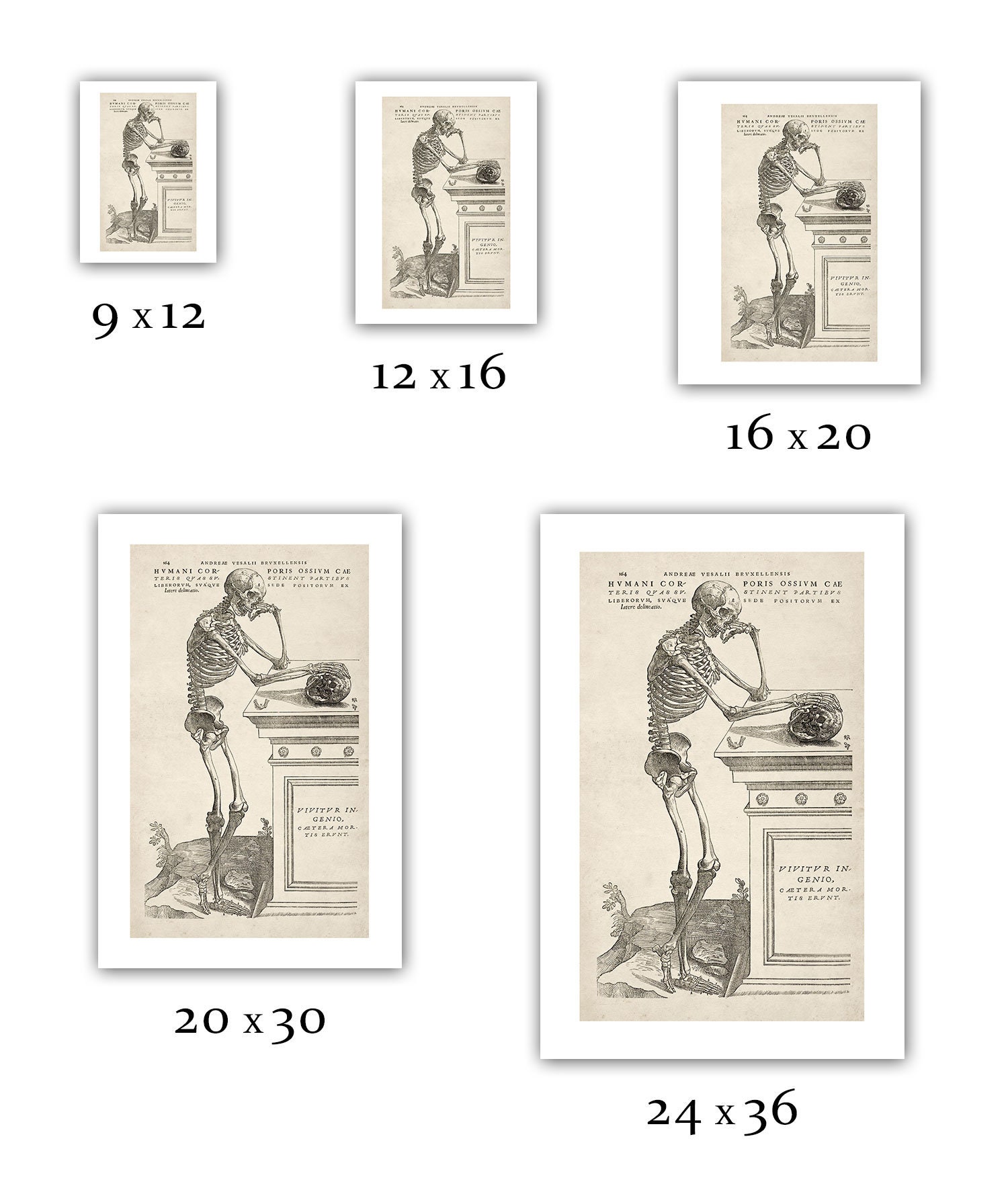 Andreas Vesalius : Skeleton Contemplating a Skull 1543 - Etsy Canada