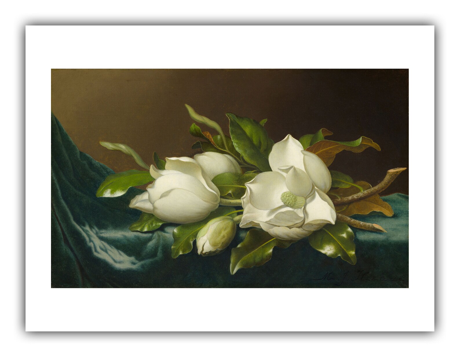 Martin Johnson Heade : magnolias on Light Blue Velvet | Etsy