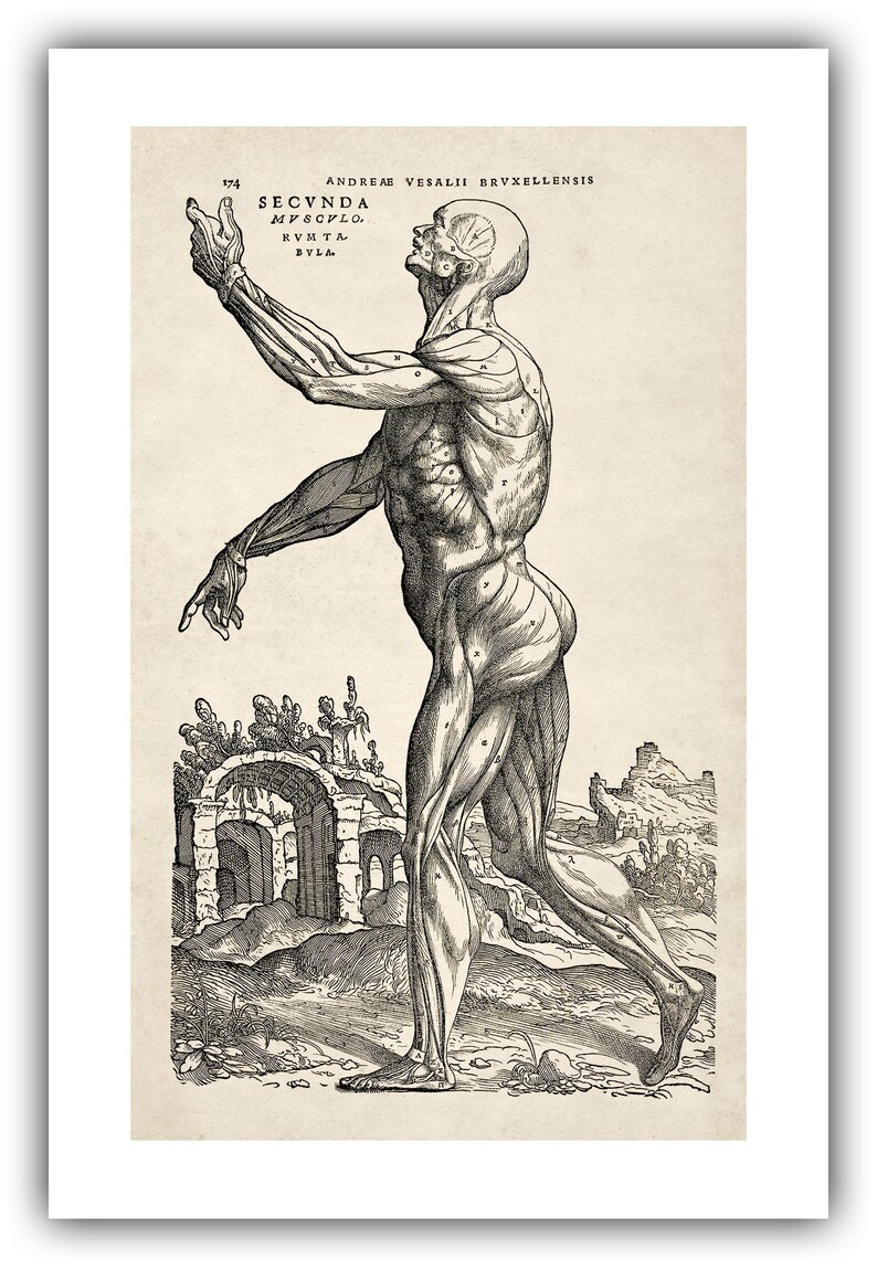 Andreas Vesalius Human Anatomy Print : Muscle Man II 1543 | Etsy Australia
