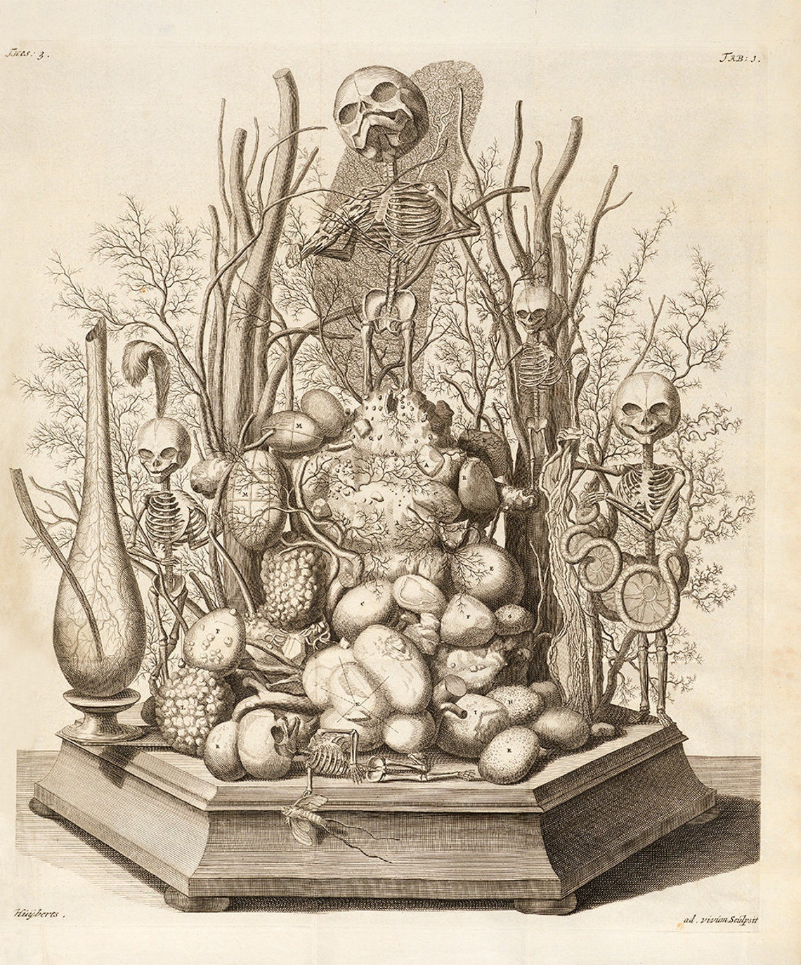 Frederik Ruysch : Ad Vivum Sculpsit 1721 Giclee Fine Art - Etsy