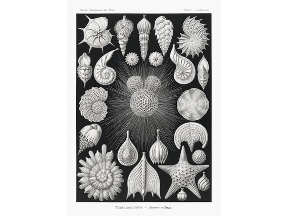 Ernst Haeckel Artforms in Nature : Thalamophora - Etsy