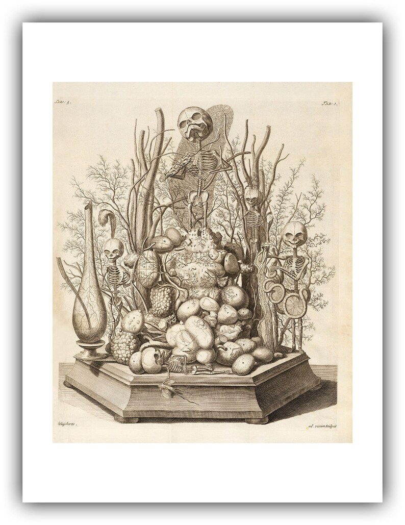 Frederik Ruysch : Ad Vivum Sculpsit (1721) - Giclee Fine Art Print - Etsy