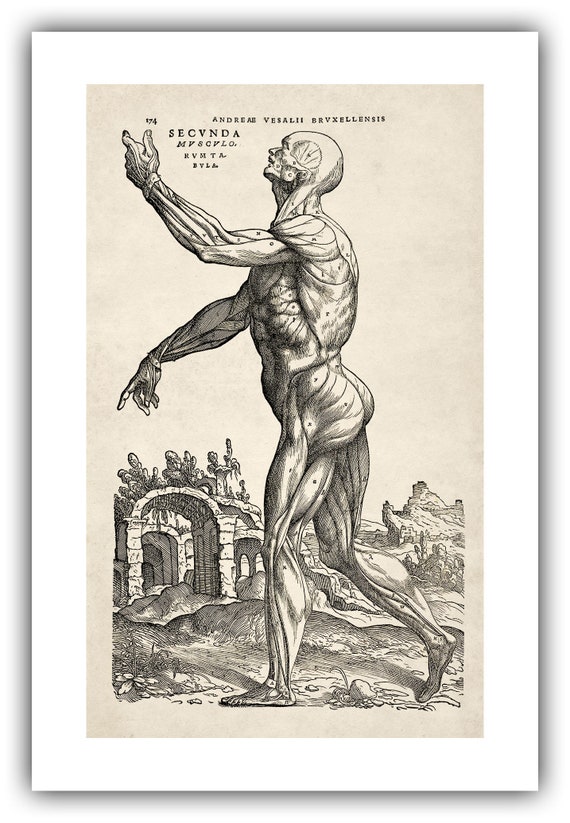 Andreas Vesalius Pictures