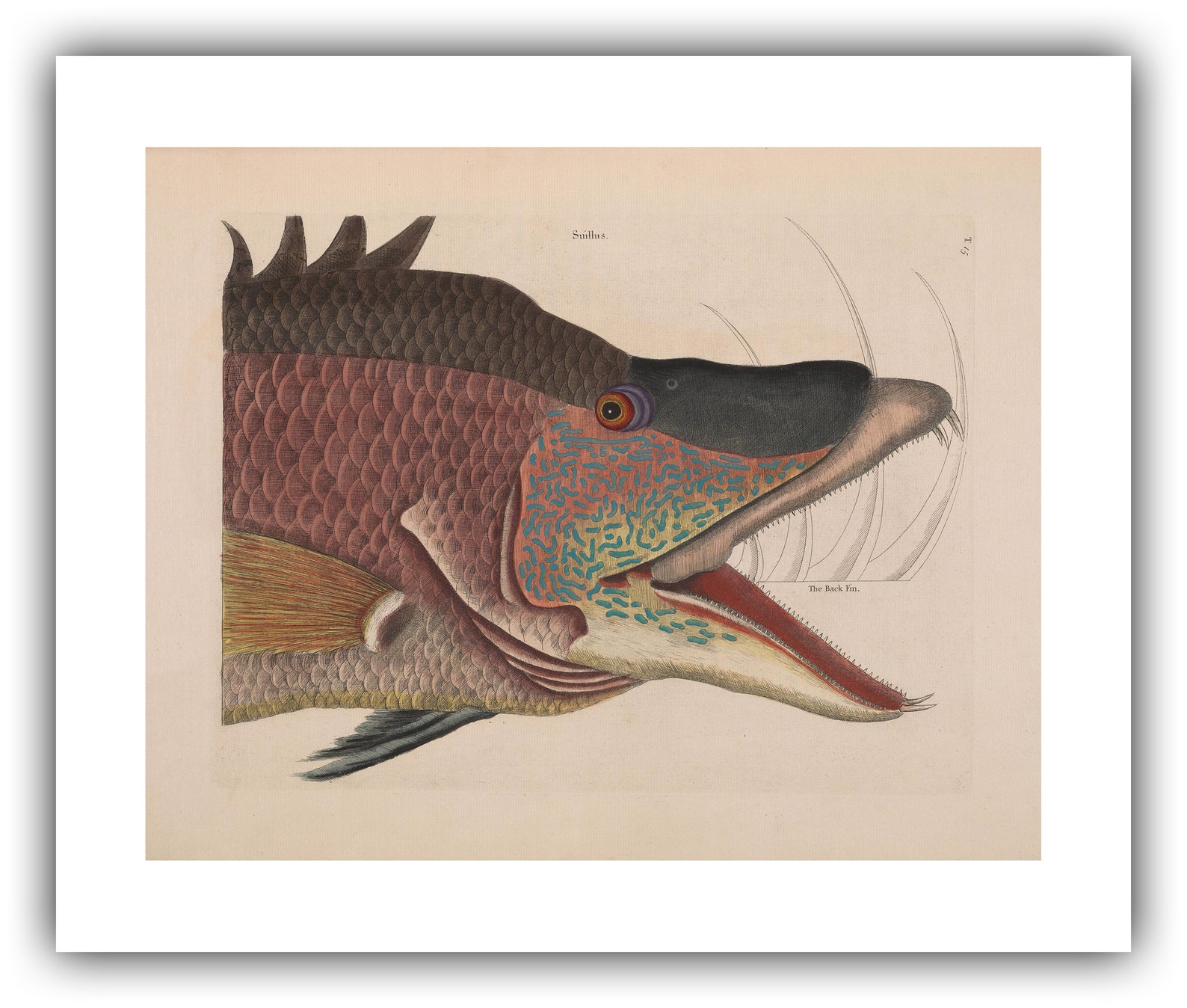 Mark Catesby : Head and Jaws of the Great Hog-fish (1731) - Giclee Fine ...