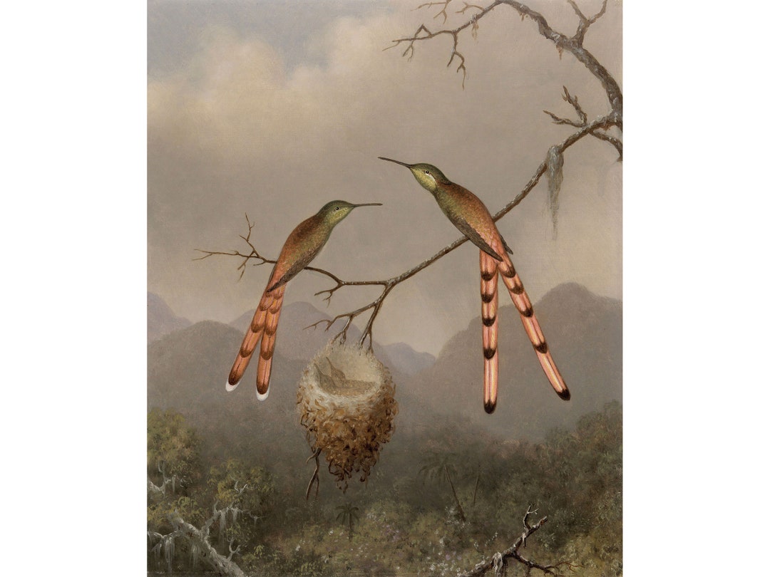 Martin Johnson Heade : Two Hummingbirds With Their Young (c. 1865 ...