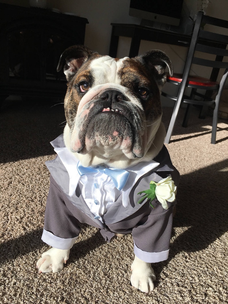 Bulldog tuxedo look how smart these three bull dogs look in | Etsy