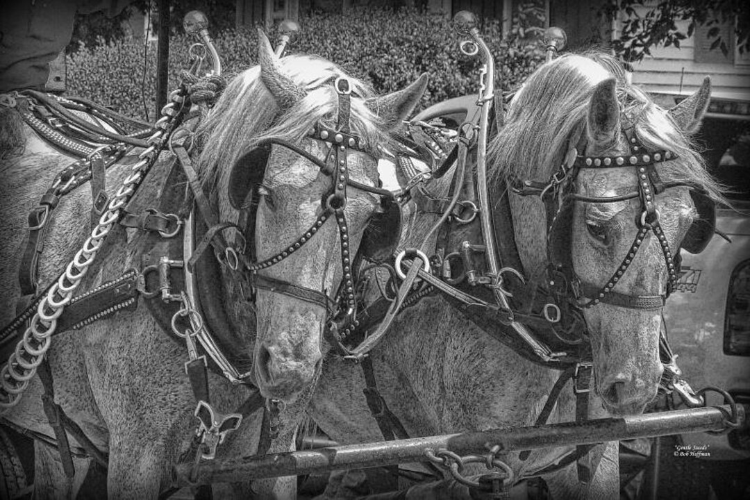 Gentle Steeds - Etsy