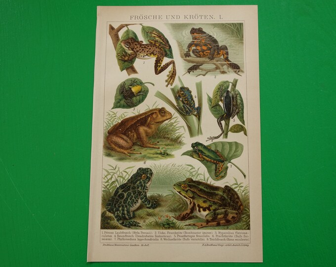 FROG TOAD Print 1905 Old Frogs and Toads Illustration Antique - Etsy