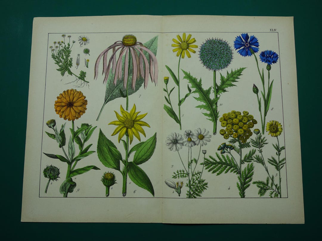 1874 Vintage Botanical Print LARGE Antique Floral Illustration of ...