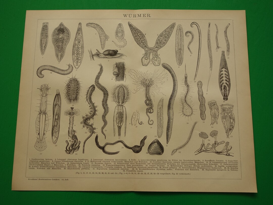 Old Fauna Print About Worms With Antique Pictures of Worm Earthworm ...
