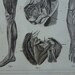 NERVOUS SYSTEM Antique Anatomy Print 1849 Original Old Anatomical ...