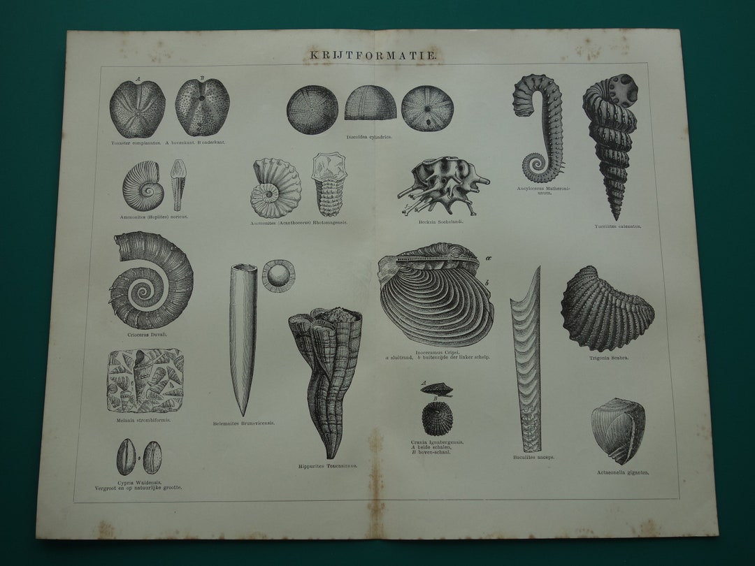 Vintage FOSSIL Print Original 1909 Old Pictures of Fossils - Etsy