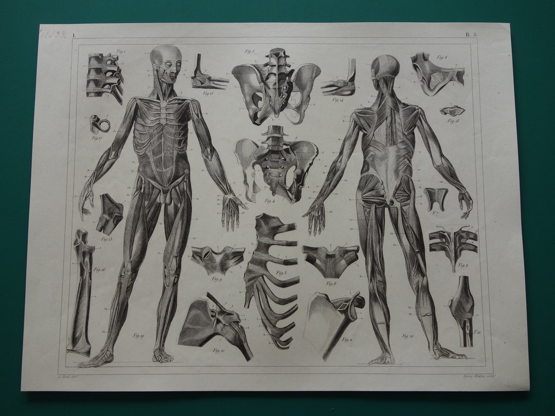 Old ANATOMY Print of Muscles and Ligaments Original 175+ Years Old ...