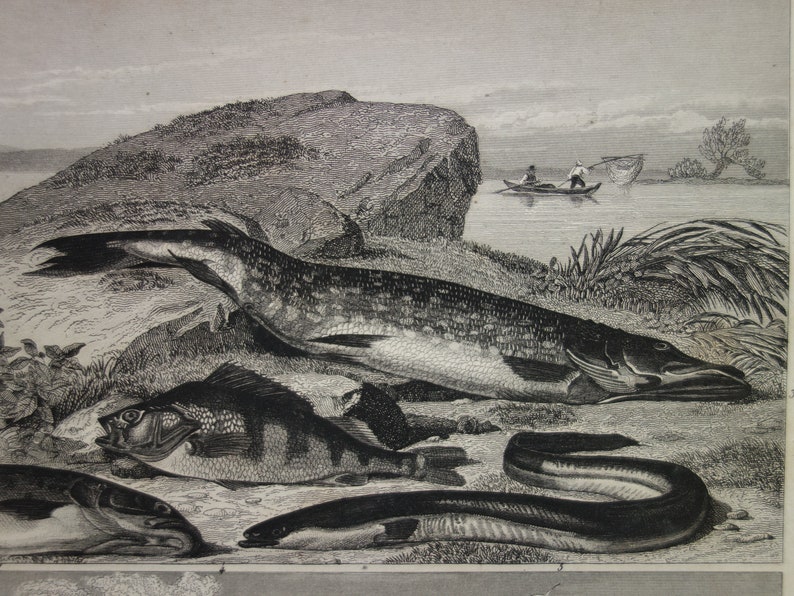 1849 Old Fish Print SAWFISH Original Antique Small Poster Pike | Etsy