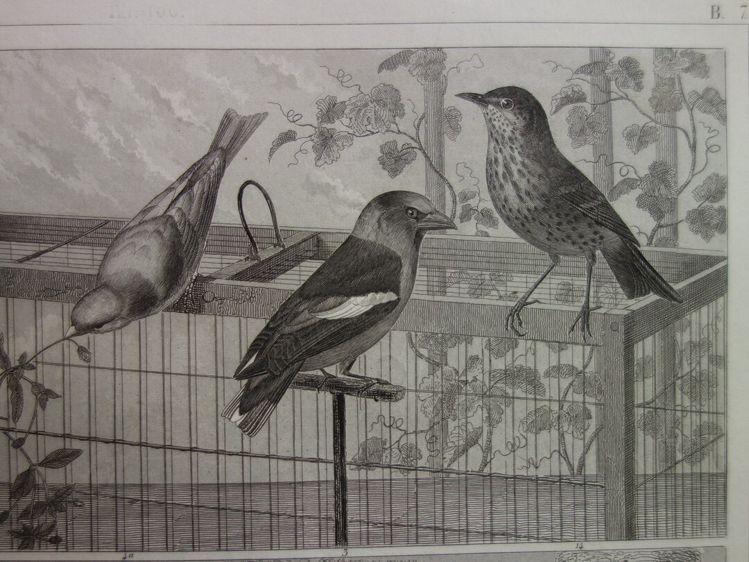 BIRDS Old Print of Birds Original 1849 Antique Bird Poster Vintage ...